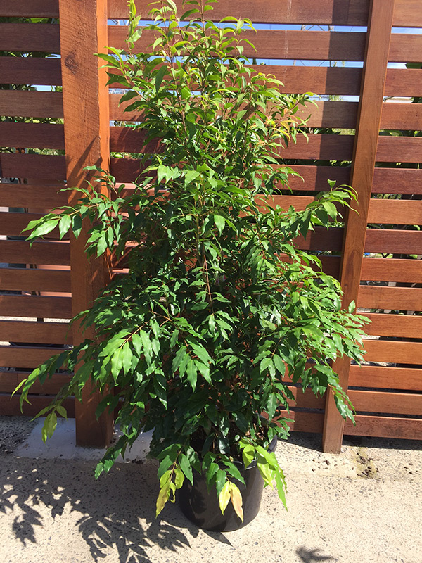 Waterhousea - Pinewood Nursery