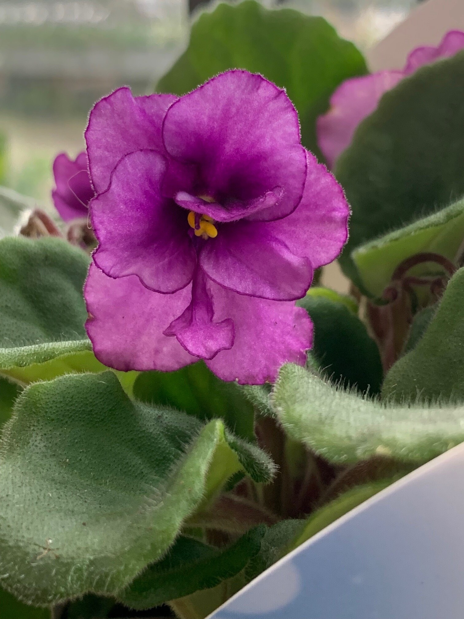 Plant range - Pinewood Nursery